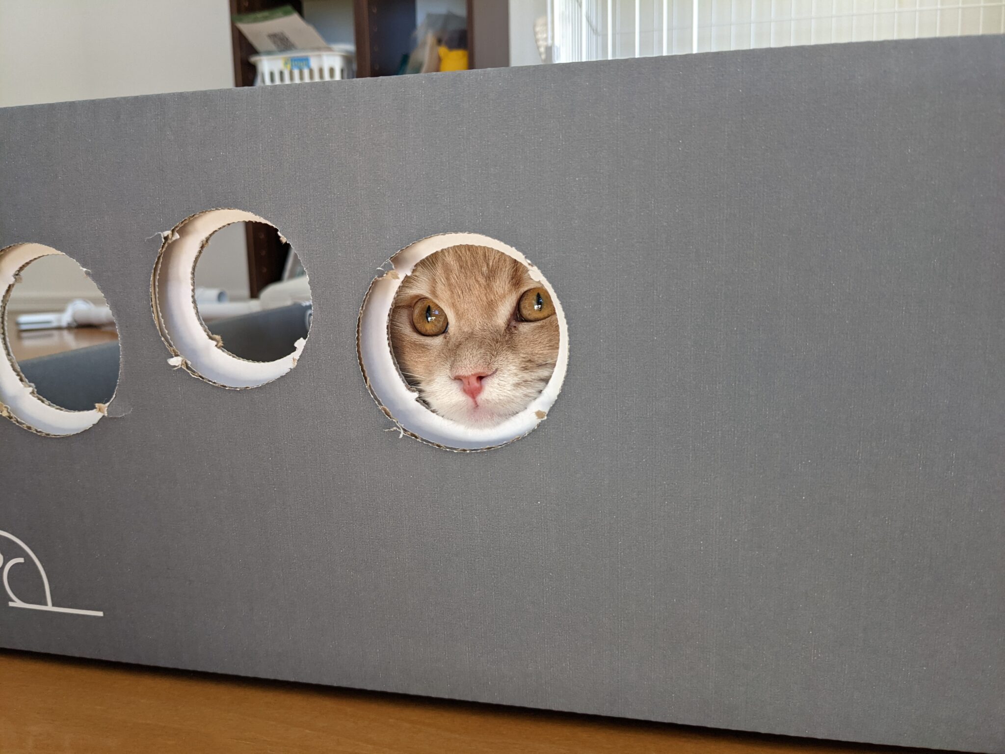 【3年利用レビュー】CatlogとCatlog Boardって実際どう？口コミ・評判も含めて解説！【クーポン有り】 – みんなのサイベリアン