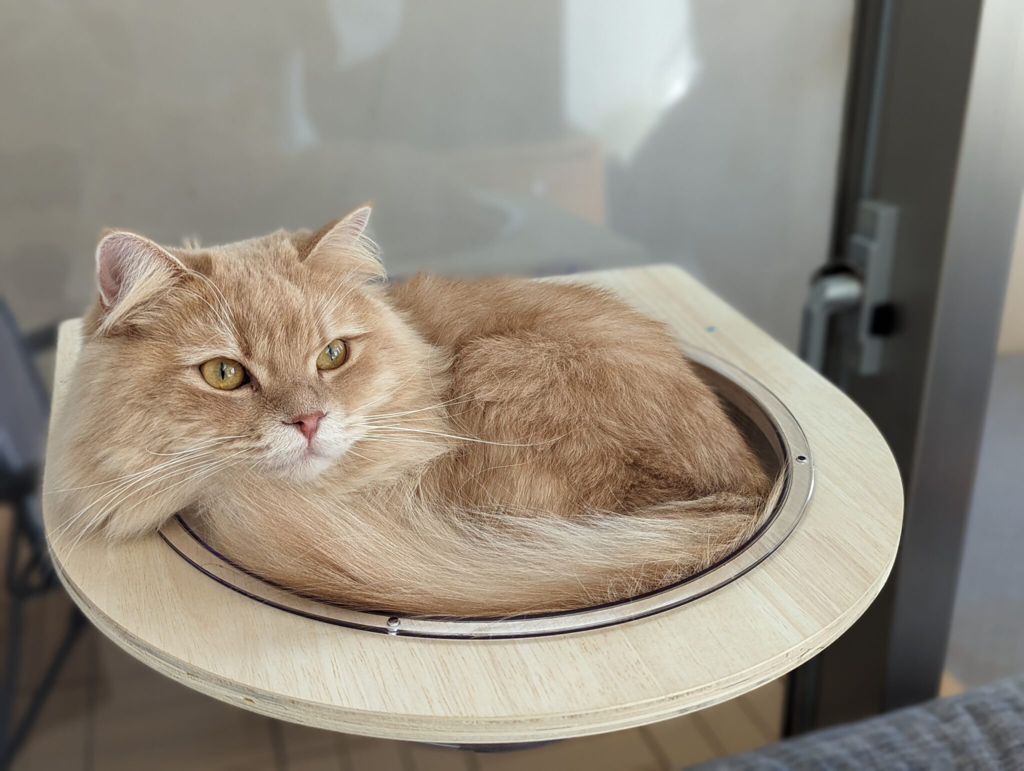 【3年利用レビュー】CatlogとCatlog Boardって実際どう？口コミ・評判も含めて解説！【クーポン有り】 – みんなのサイベリアン